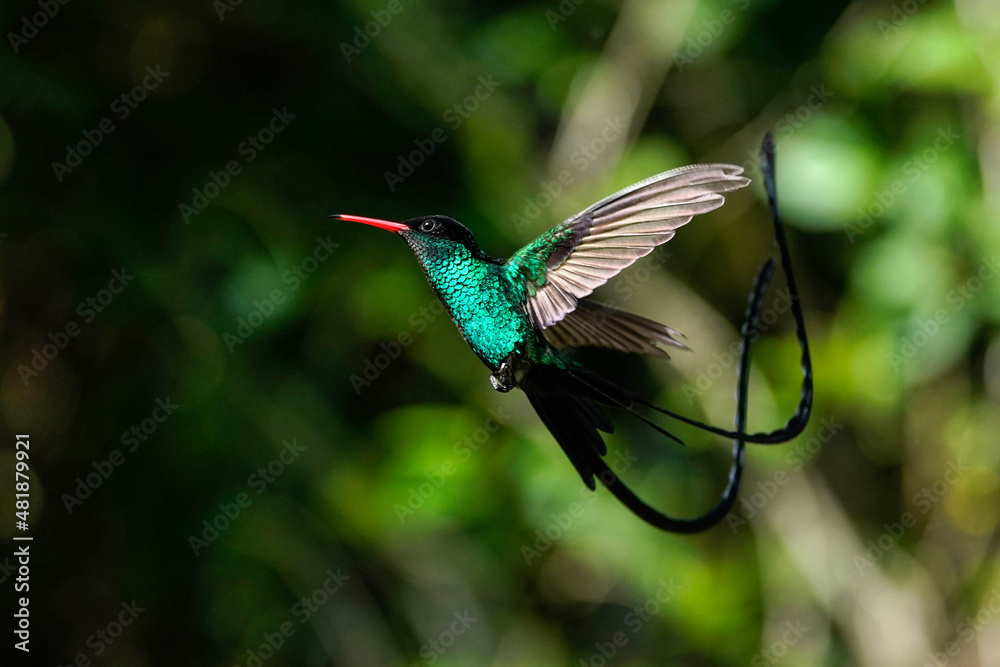 Red-billed Streamertail hummingbird Flight - Jamaica Stock Photo ...