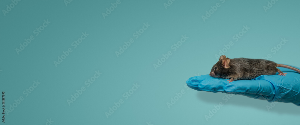 Banner with laboratory mouse sitting at human hand in cool blue medical ...