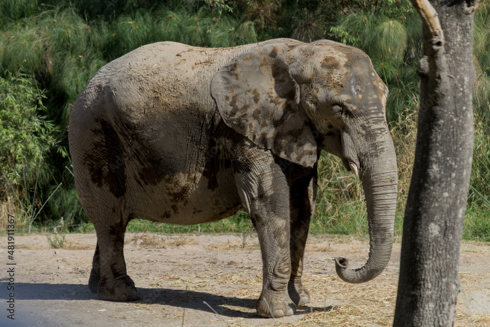 Elefante Stock Photo | Adobe Stock
