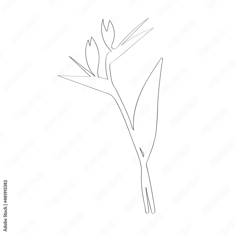 Strelitzia vector sketch. Black outline sketch of strelitzia flowers ...