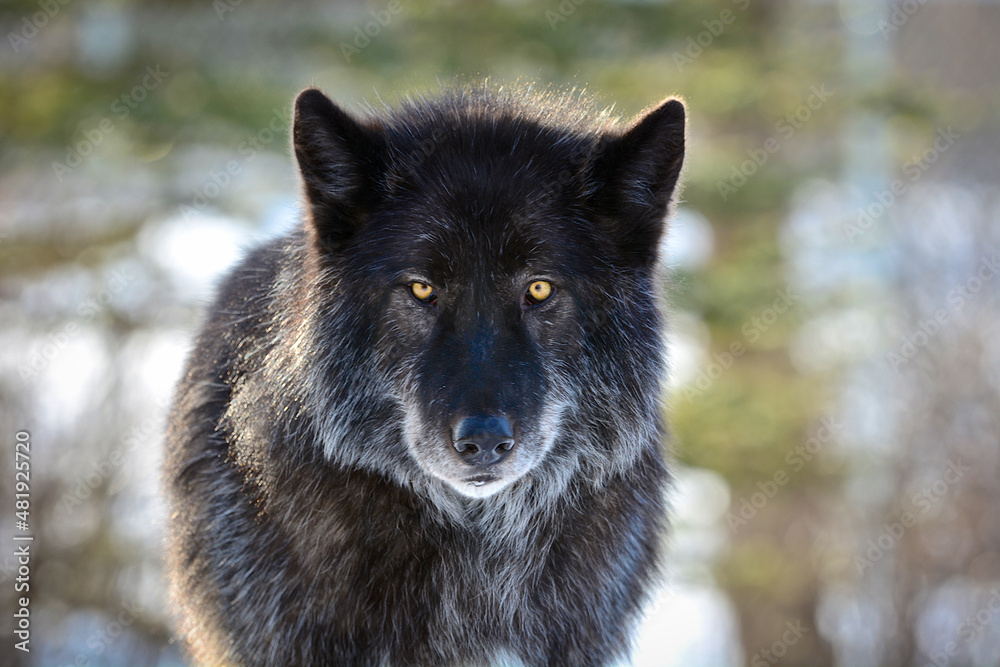Old black wolf with yellow eyes looking at camera Stock Photo | Adobe Stock