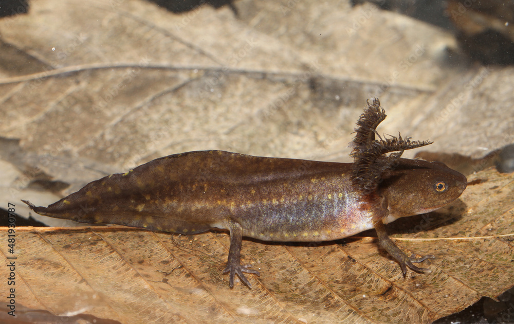 Foto de Side view of a larva of the Jefferson's Salamander, showing the ...