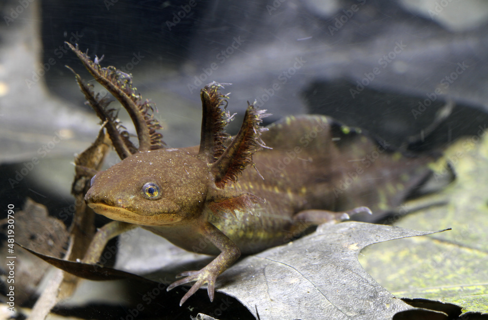 Large larvae of a Jefferson's Salamander (Ambystoma jeffersonianum ...