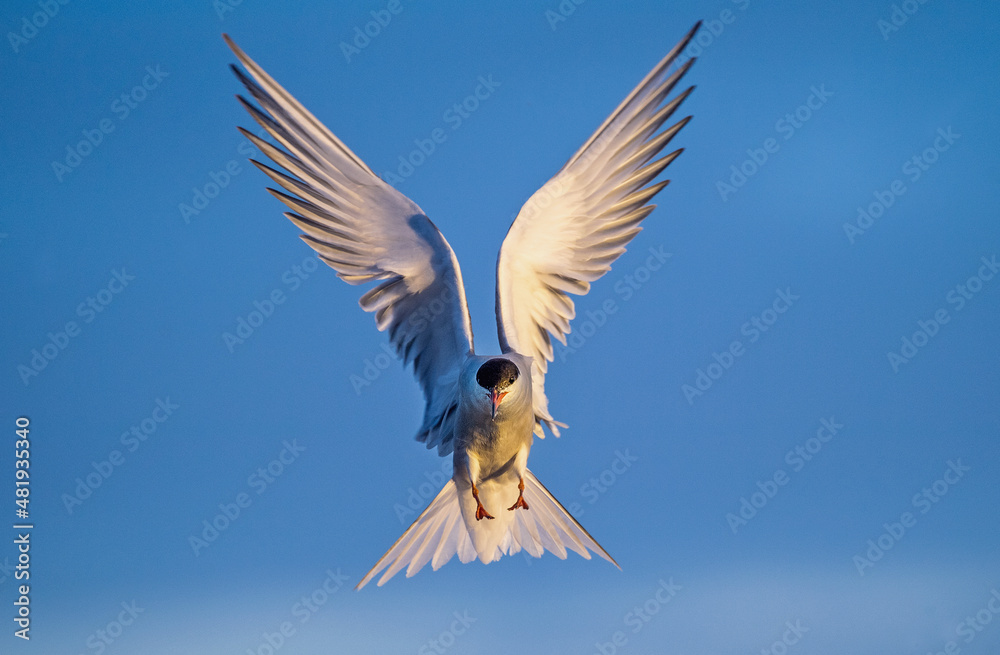 Tern with spread wings in flight. Front view. Blue sky background ...