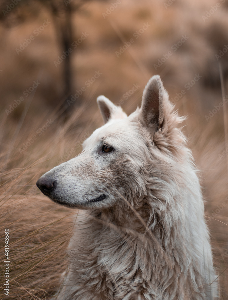 lobo Stock Photo | Adobe Stock
