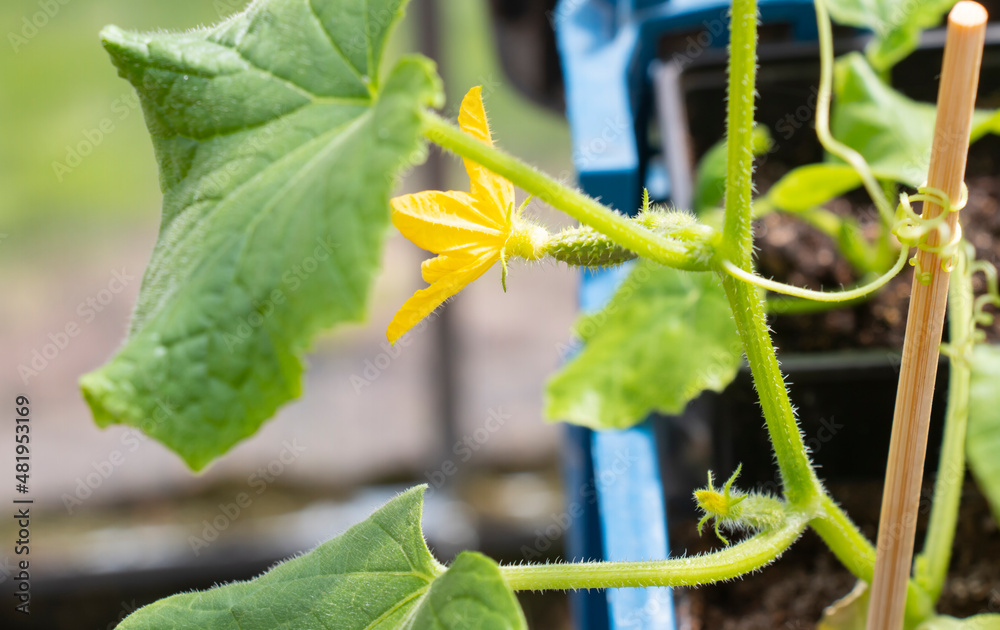 Flowering, healthy development of ground parts of cucumber plants ...