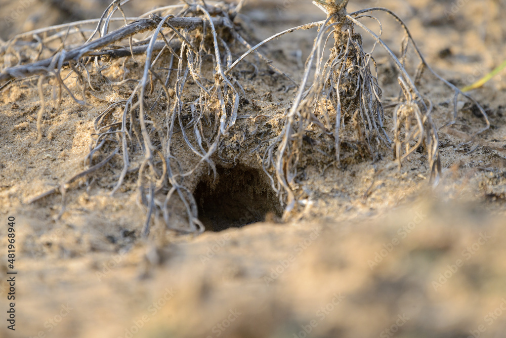 Wild city of animals. colony of animals on hill, covered with labyrinth ...