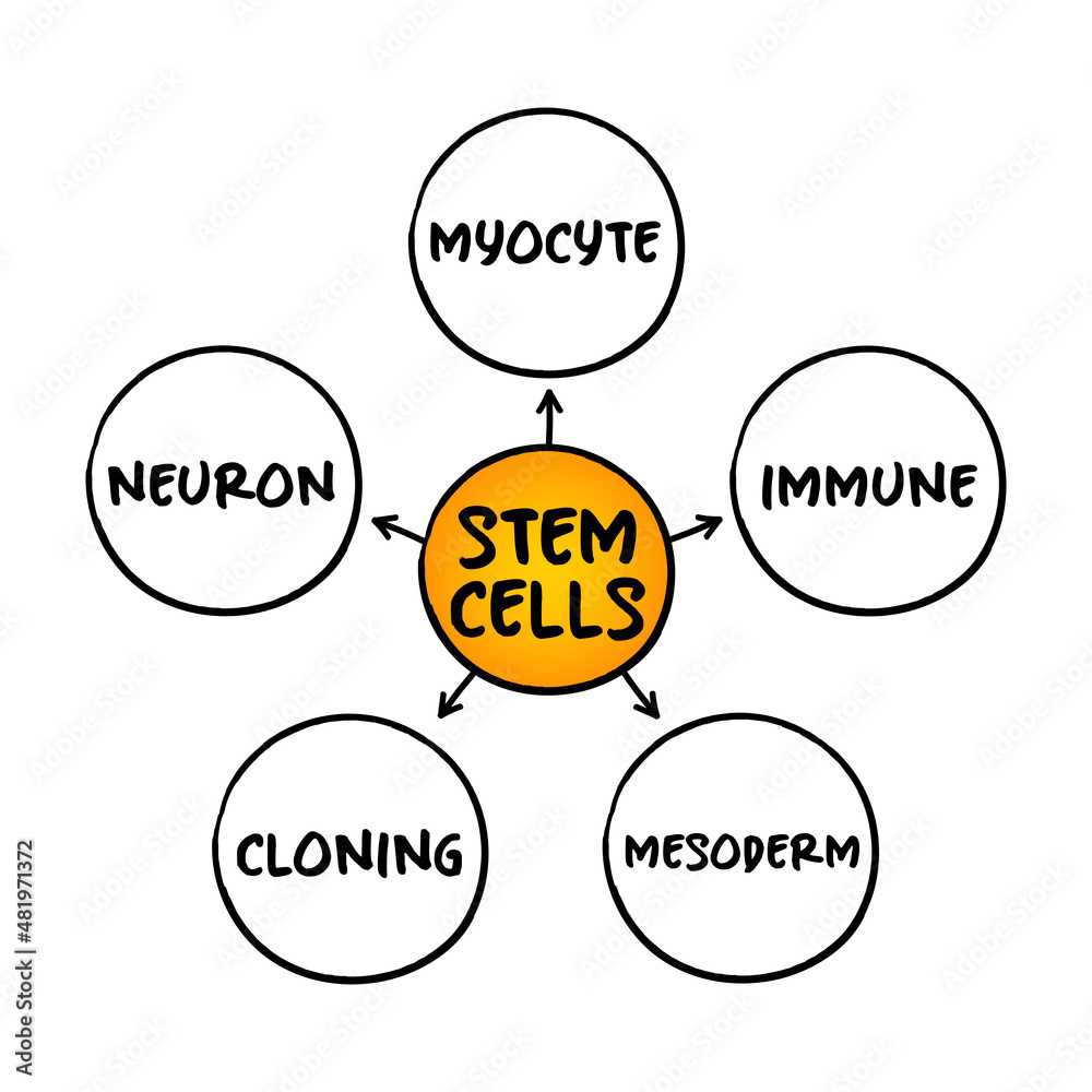 Stem cells - special human cells that are able to develop into many ...