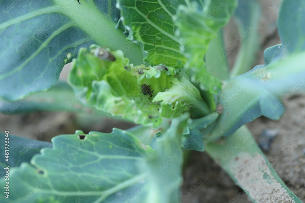 Cabbage curculionid, Cabbage Stem Weevil - Ceutorhynchus on young ...