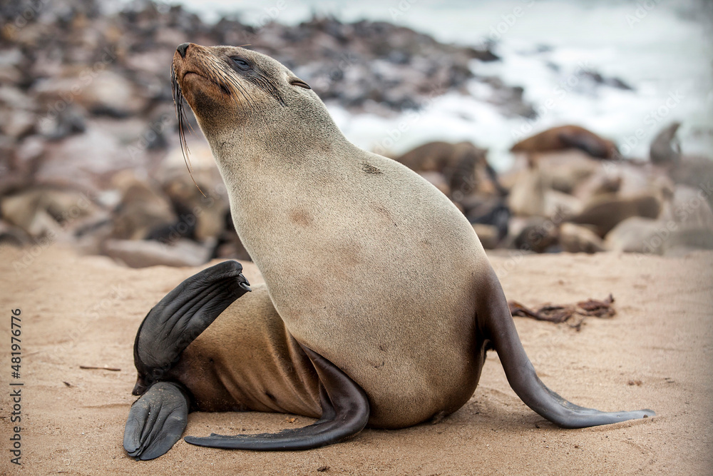 Seal Colonies, Cape Cross Seal Reserve in Namibia Stock Photo | Adobe Stock