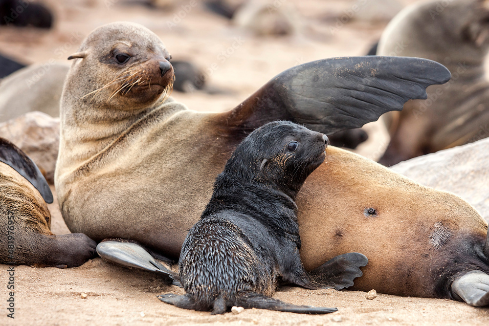 Seal Colonies, Cape Cross Seal Reserve in Namibia Stock Photo | Adobe Stock