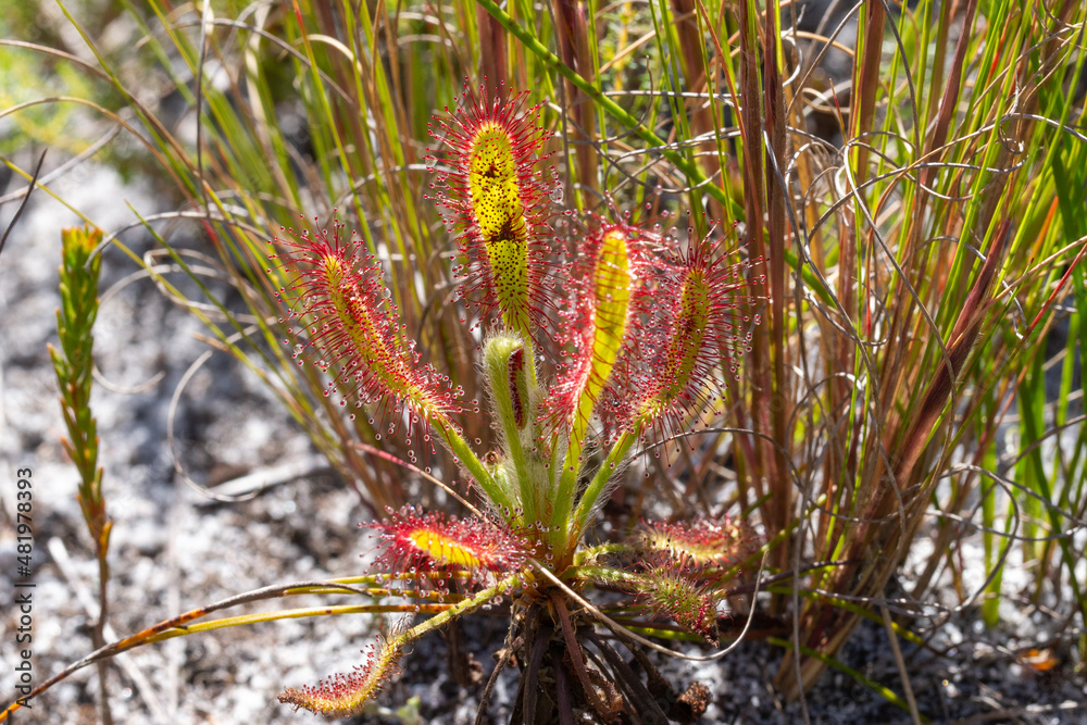 Foto de Single plant of Drosera ramentacea seen in natural habitat ...