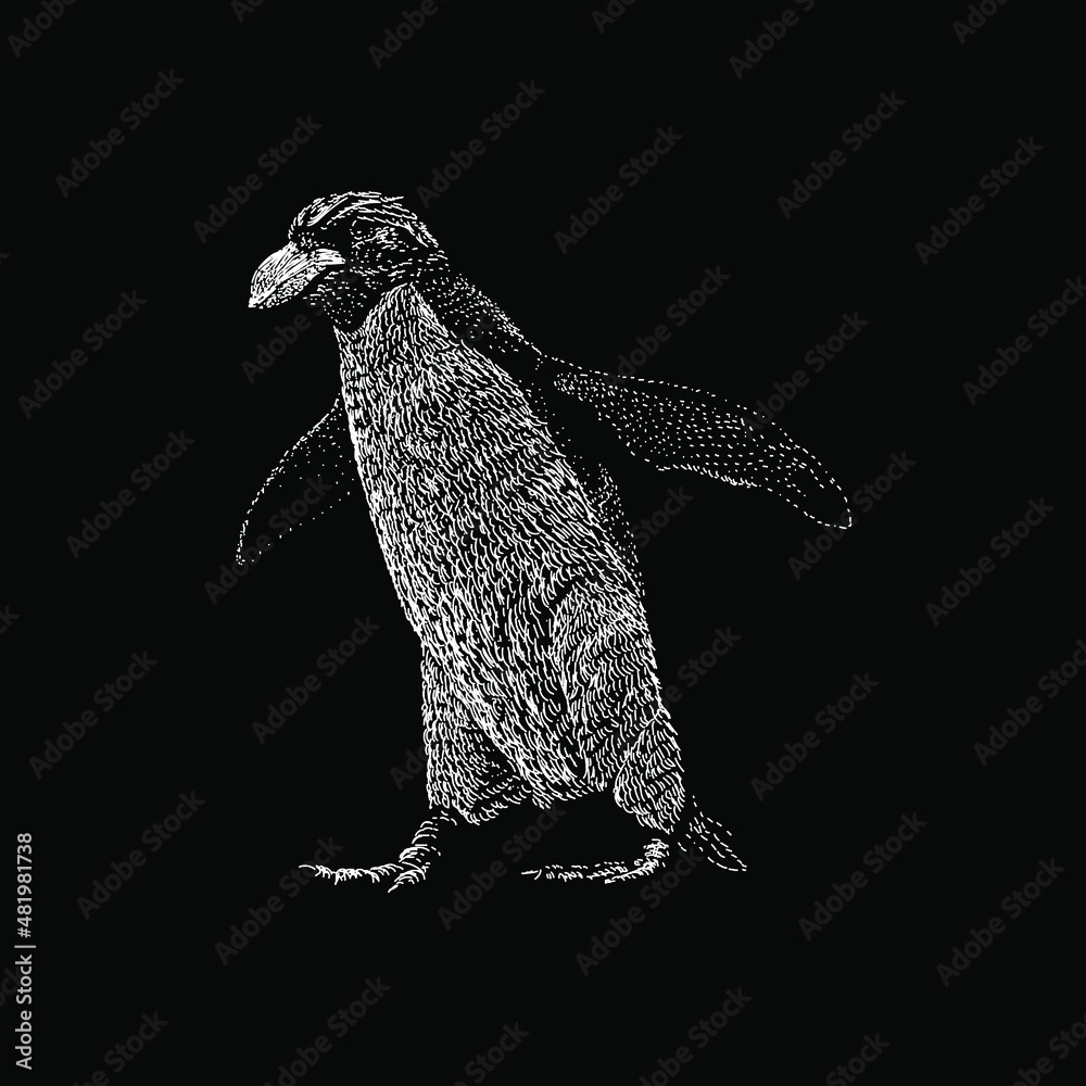 macaroni penguin hand drawing vector illustration isolated on black ...