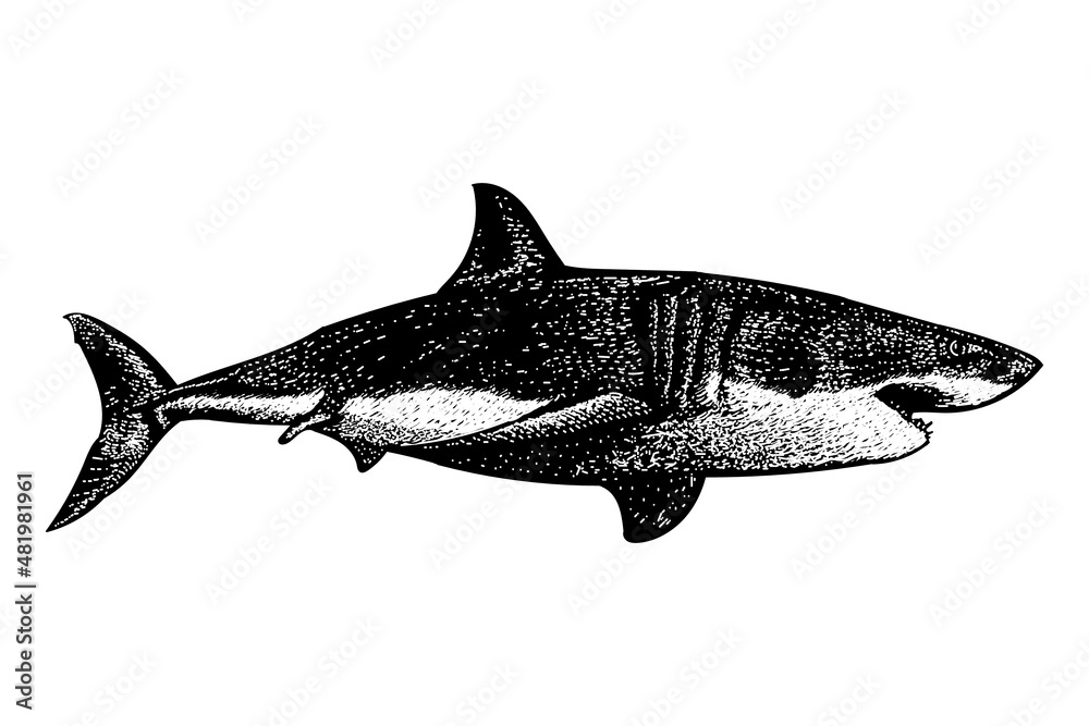 shark swim hand drawing vector illustration isolated on white ...