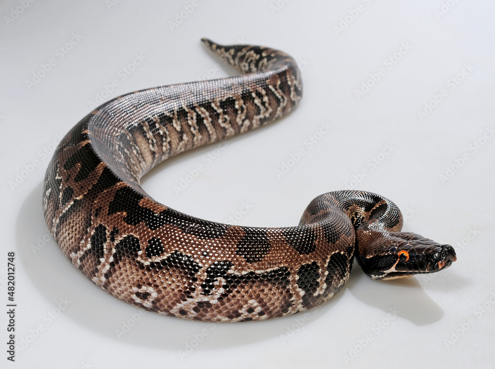 Sumatra Python // Buntpython, Sumatra-Kurzschwanzpython (Python curtus ...