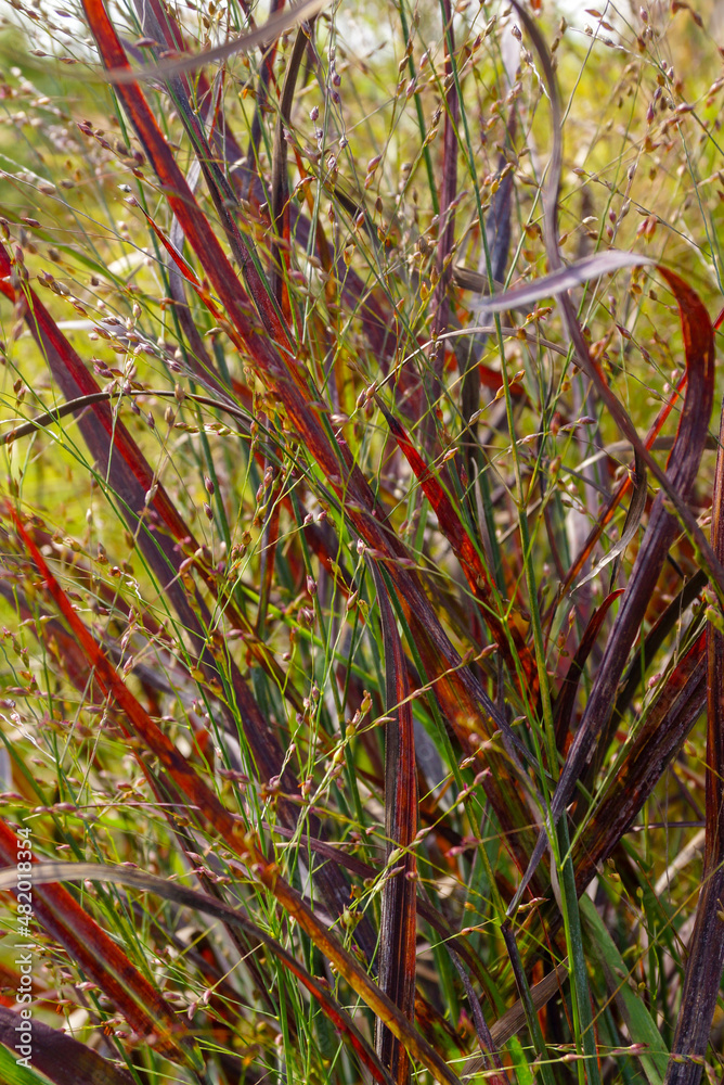 Foto de The red-blushed foliage (leaves) and some seedheads of ...