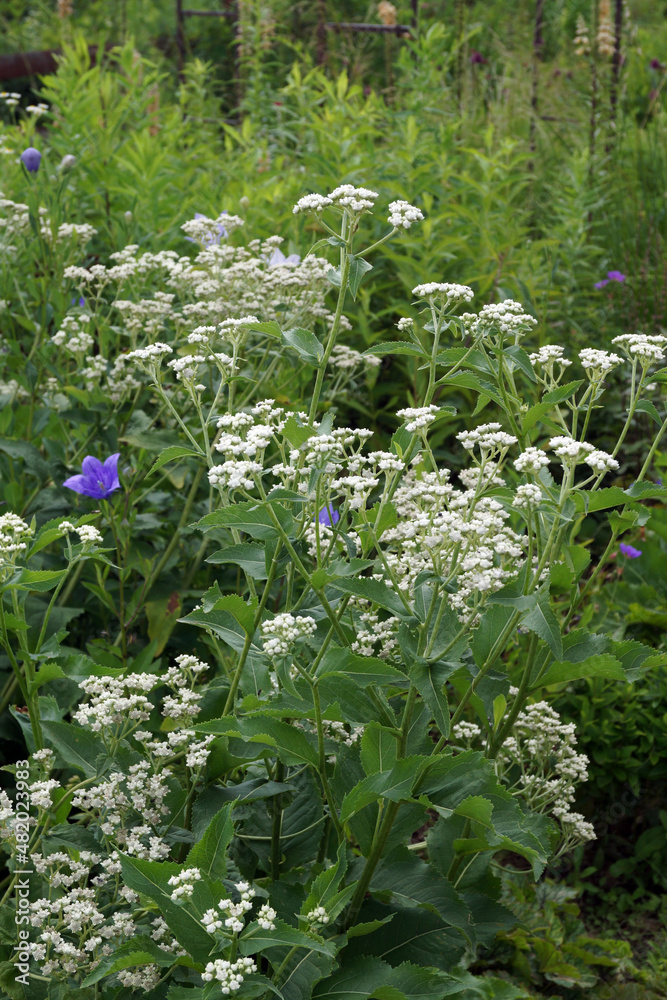 Vertical image of wild quinine (Parthenium integrifolium), a native ...