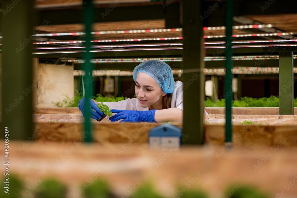 Woman gardeners keep greenery at hydroponic farm and observing growth ...
