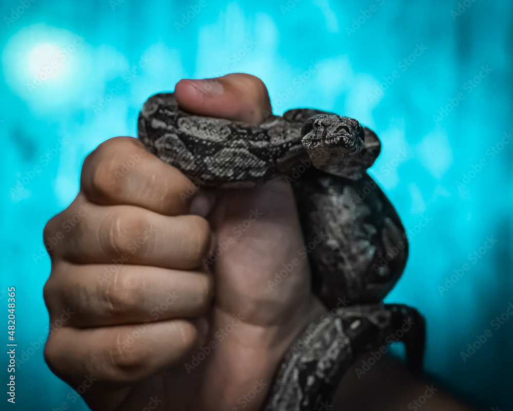 hand holding a snake snake in hands , serpiente , vibora, reptil ...