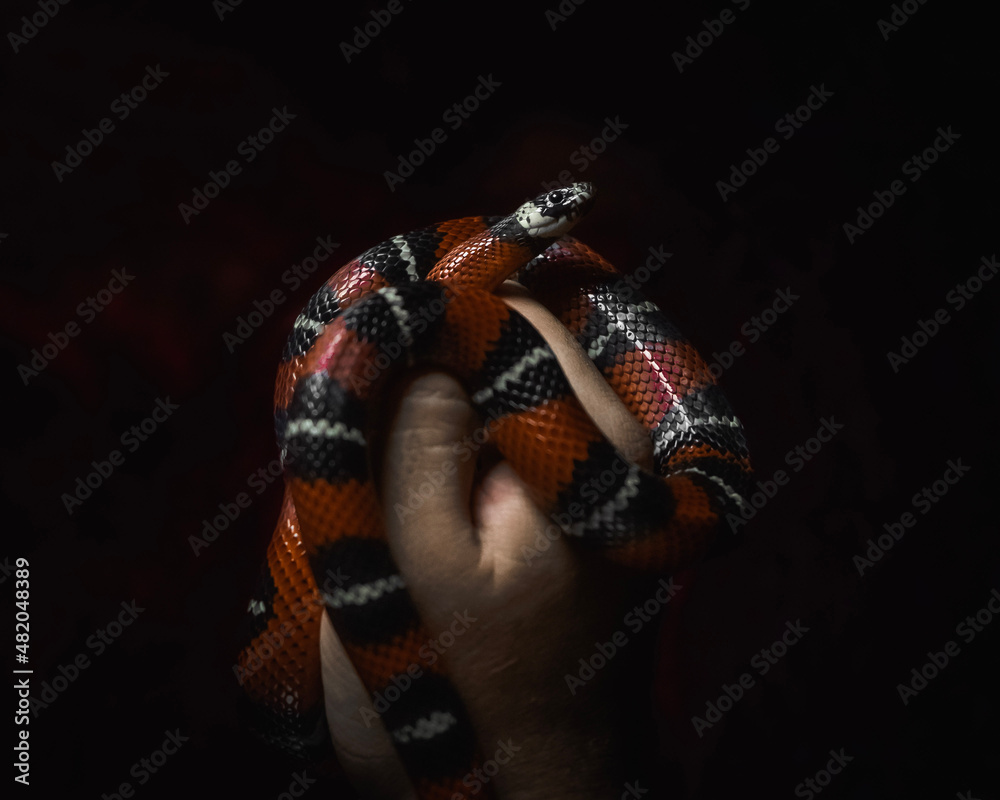 snake in hand snake in hands , serpiente , vibora, reptil, animal Stock ...