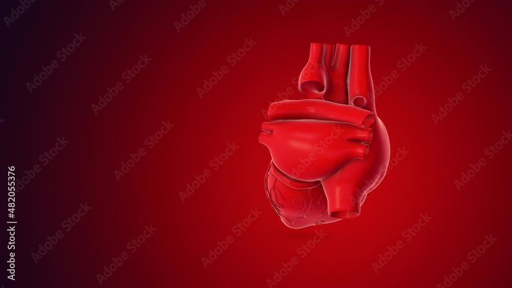 3D human heart rotation animation Stock Video | Adobe Stock