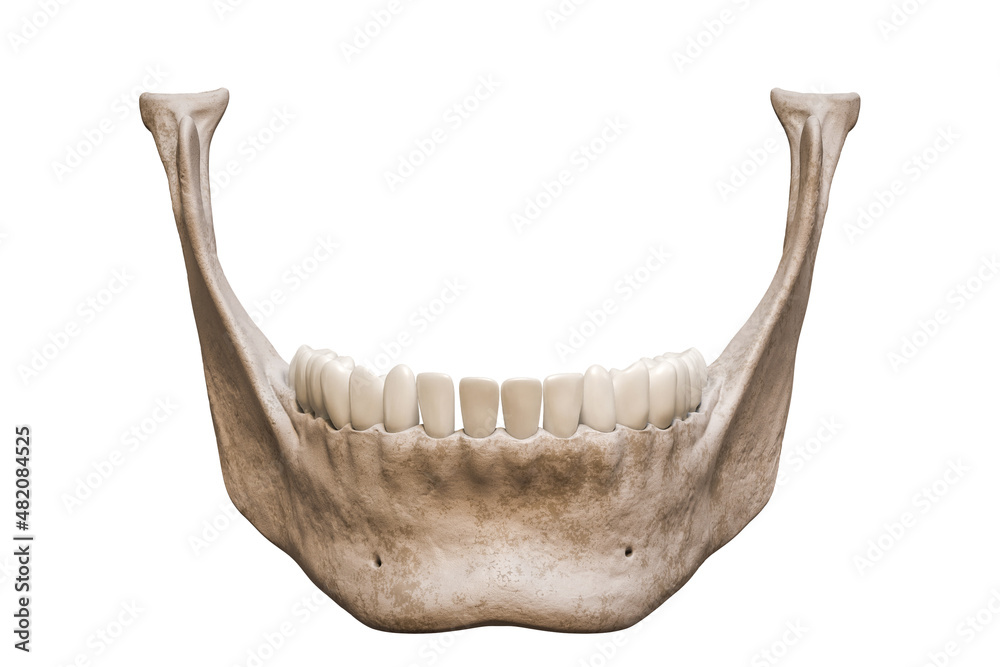Human mandible or jaw bone with teeth anterior or front view ...