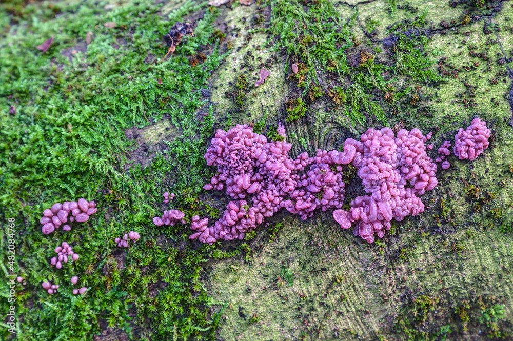 Autumn is the month of brilliant colors in nature. Everywhere you can ...