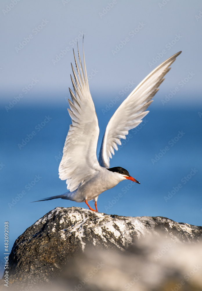 Tern with spreading wings on a stone. Adult common tern on the blue sky ...