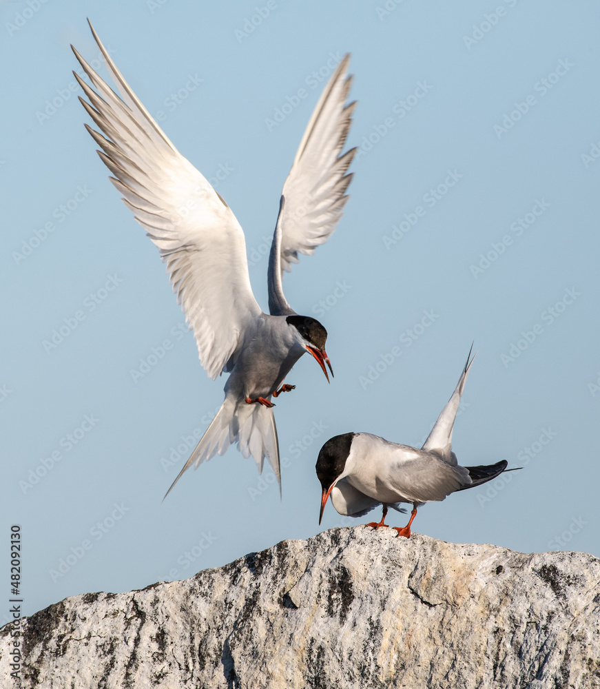 Ritual courtship of terns during the mating season. Common Terns ...