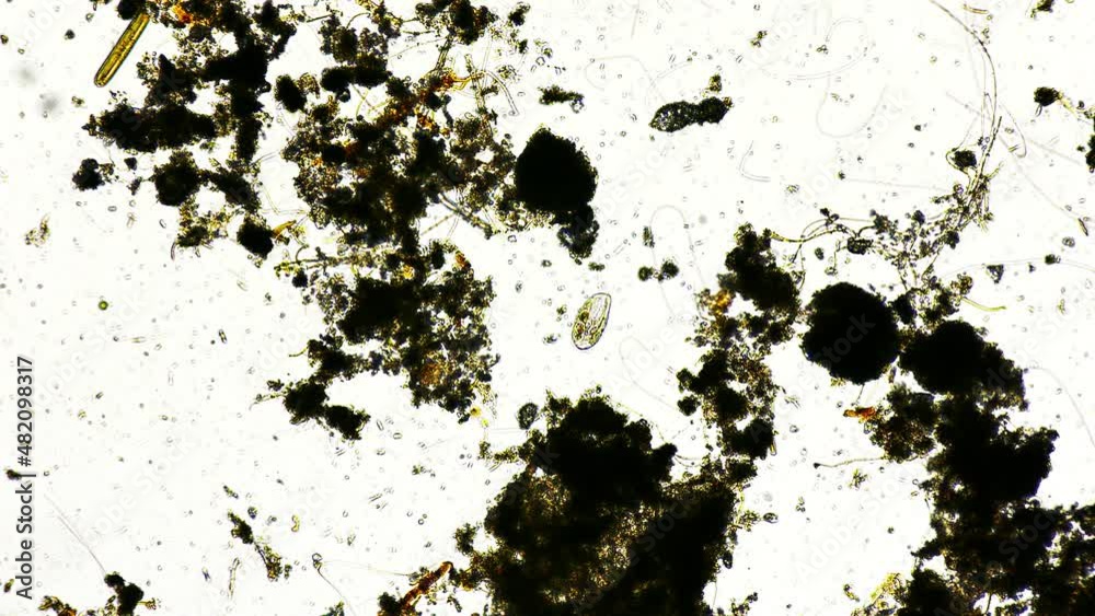 unicellular microorganism under the microscope Stock Video | Adobe Stock