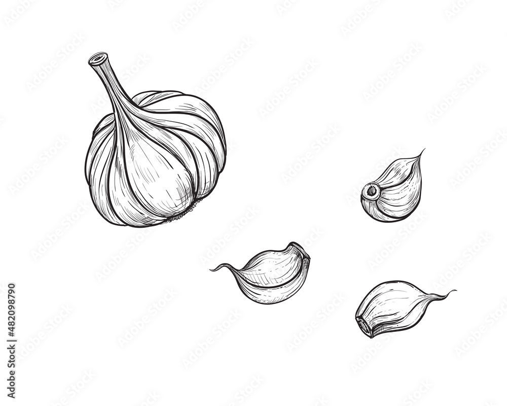 Hand drawn sketch black and white set of garlic, slice. Vector ...
