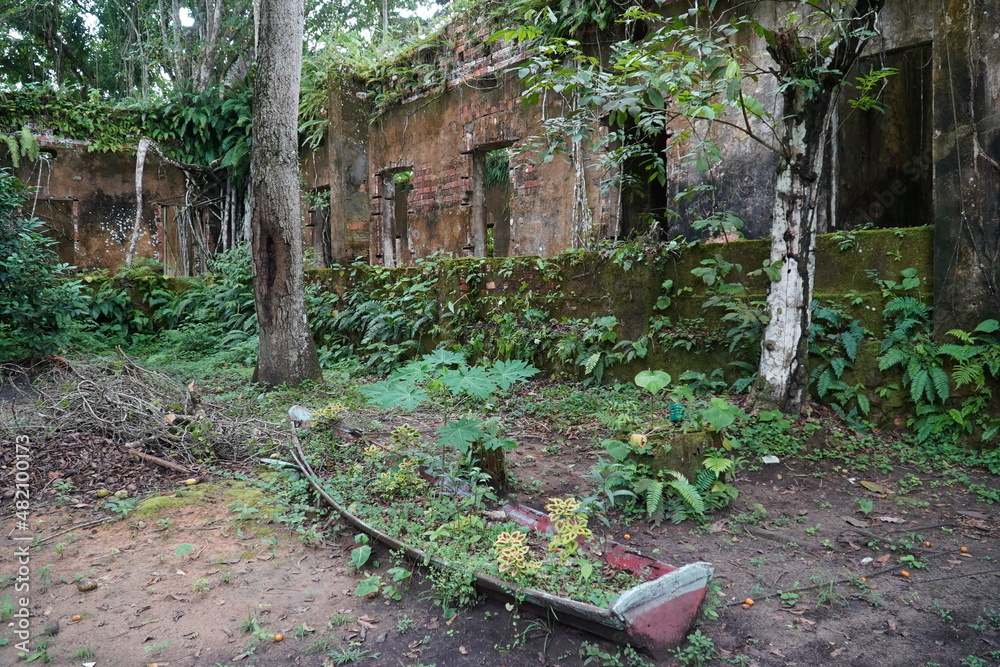 Lost places. Giant trees in ruins of an abandoned house from the 18th ...