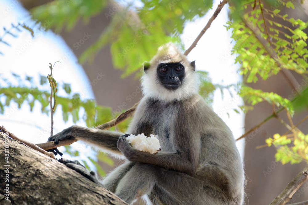 Tufted gray langur monkey-eating on the tree, holding food in one hand ...