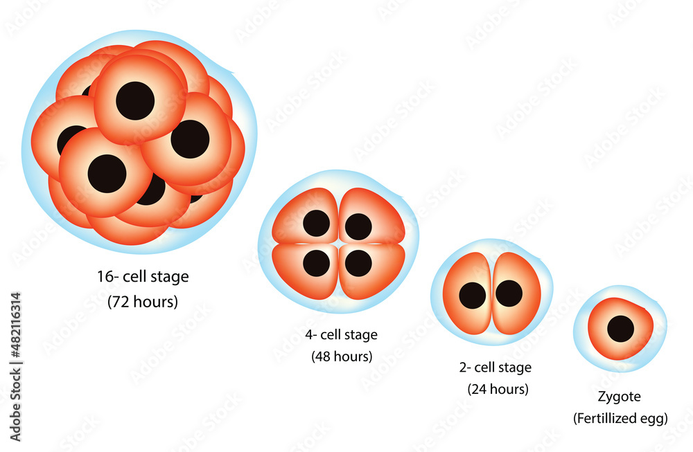 embryonic development stages (fertilization, cleavage, blastula formation, gastrulation, and ...