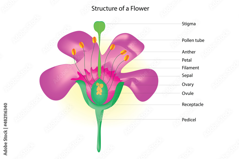 Botanical Structure of a Flower (Anatomy of Anthophyte Flower) Stock ...