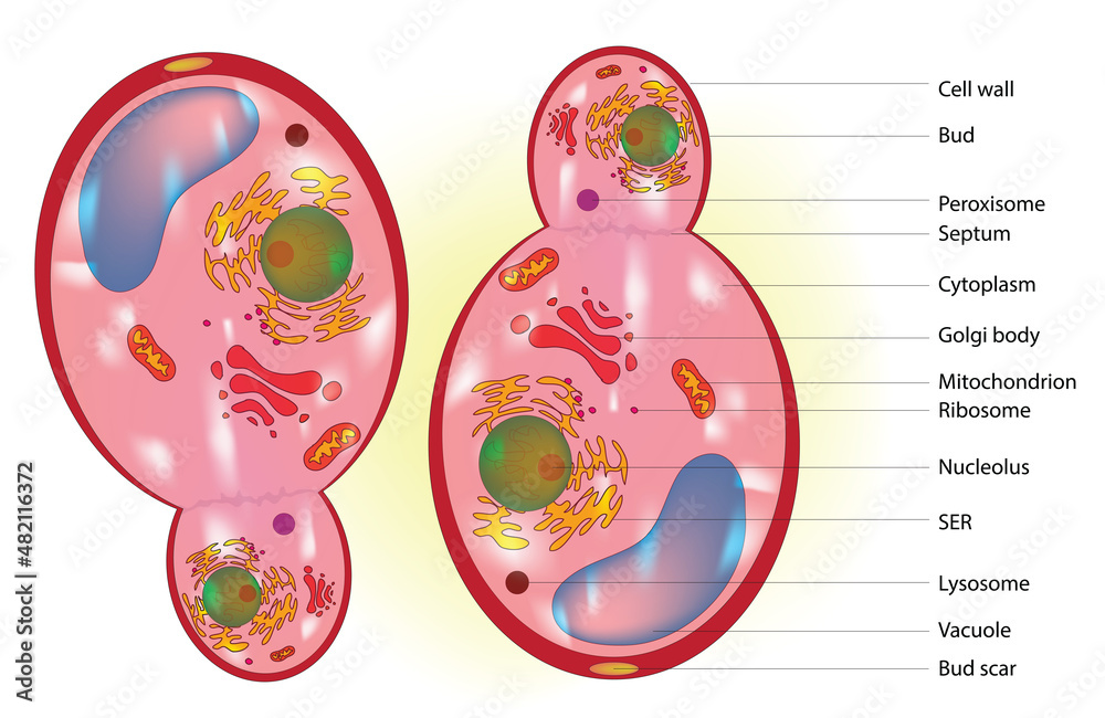 Biological anatomy of typical fungal cell Stock Vector | Adobe Stock