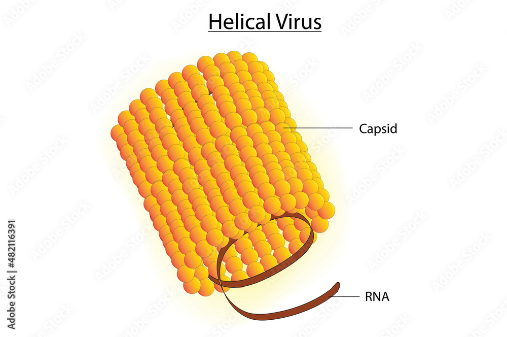 Vetor de Helical virus with RNA, consist of nucleic acid surrounded by ...