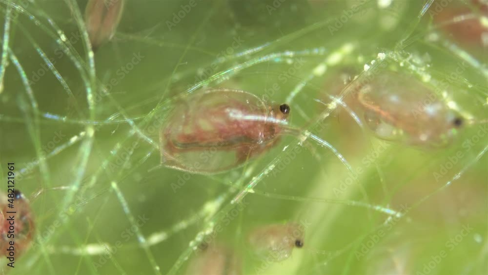 water flea Daphnia pulex under a microscope, class Branchiopoda. It is ...
