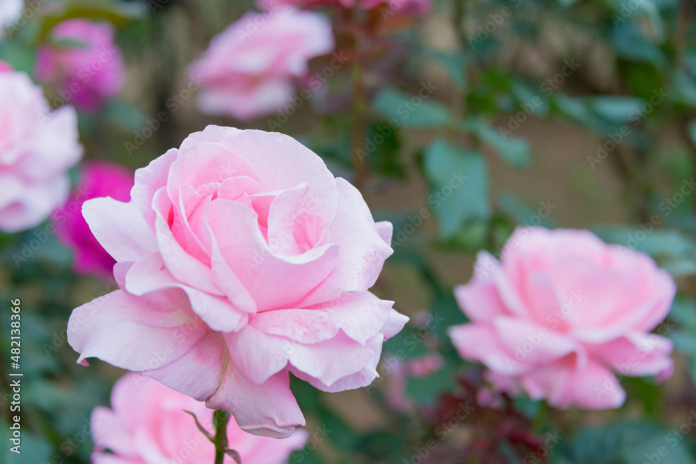 Tokyo, Japan - Rose Flower (Christian Dior) at Kyu-Furukawa Gardens in ...