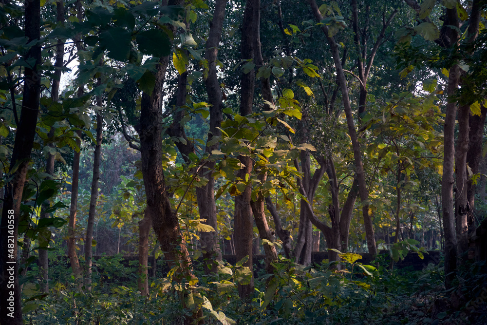 Lush green foliage of Shorea robusta, the sal (or shaal) tree forest at ...