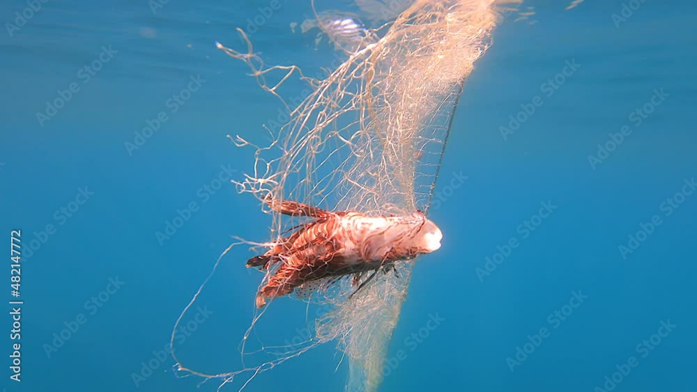 4K.Caught fish in the net hanging from the boat under the sea ...