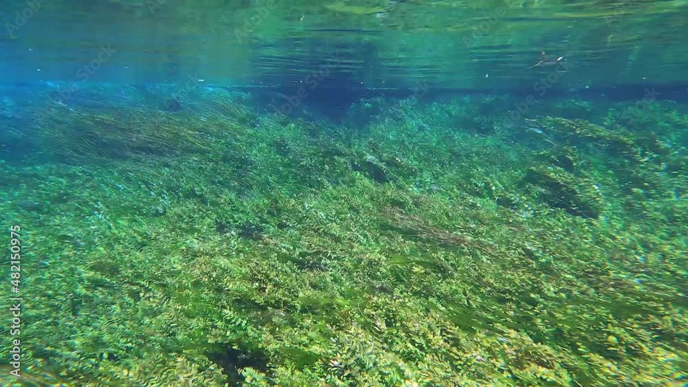 Vidéo Stock 4K.Seaweed and underwater plants in green leafy seagrass ...