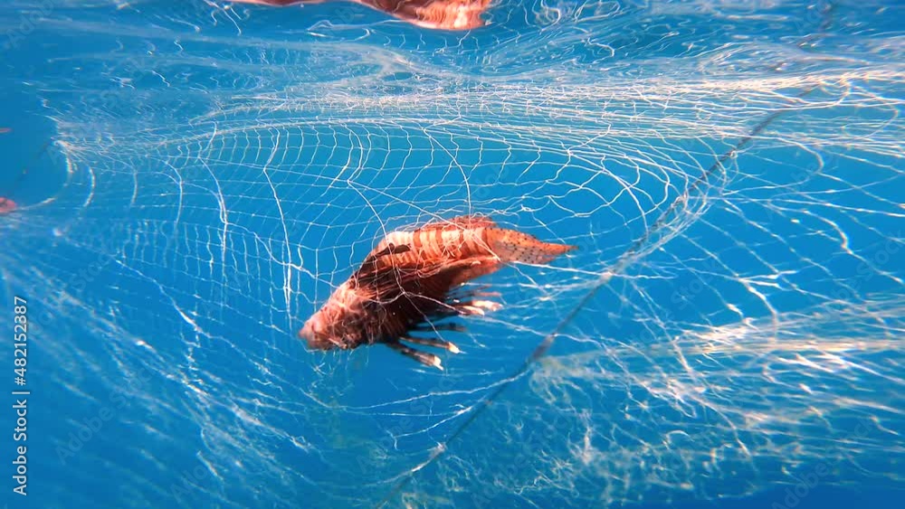 4K.Caught fish in the net hanging from the boat under the sea ...