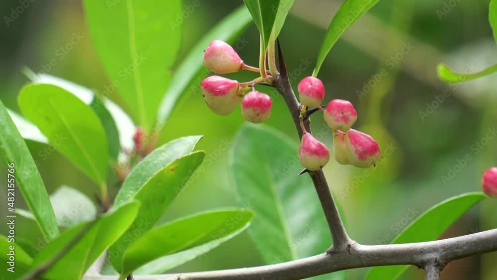 Prunus angustifolia (Also called Chickasaw plum, Cherokee plum, Florida ...