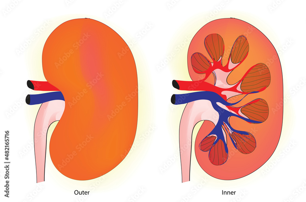 Internal and external view of human kidney, inside view of a kidney ...