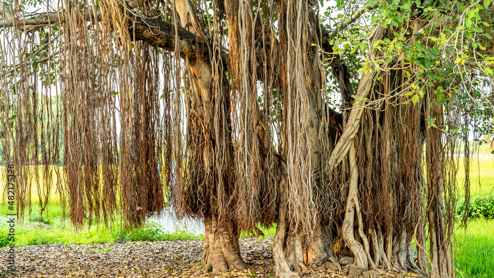 Ficus benghalensis, commonly known as the banyan, banyan fig and Indian ...