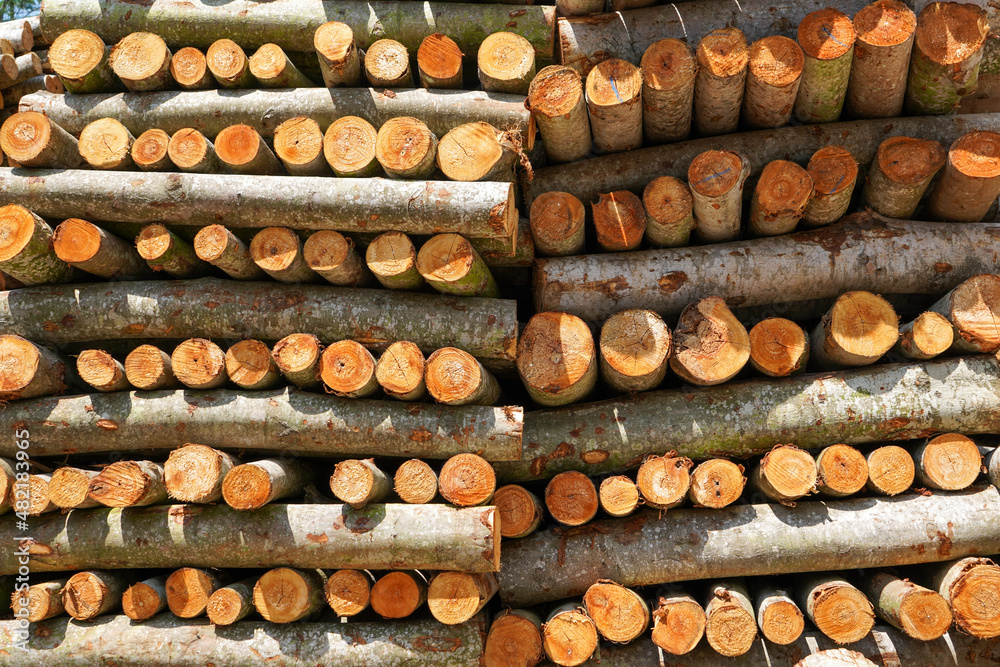 Piles of wood from logging forests to be used as raw materials for furniture. Piles of round and ...