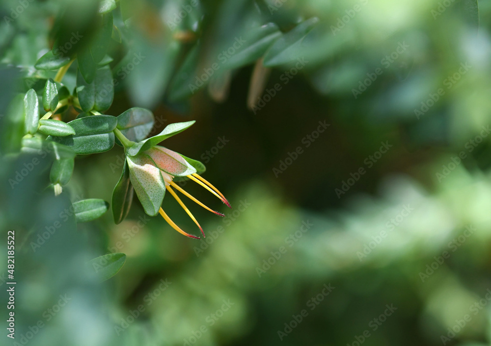 Australian nature background of native Lemon Scented Myrtle ...