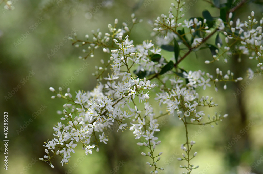 Delicate fragrant, white flowers of the Australian native Blackthorn ...