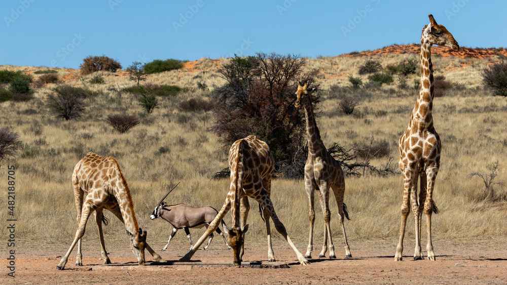Four giraffes at a waterhole in the Kgalagadi Transfrontier Park in ...